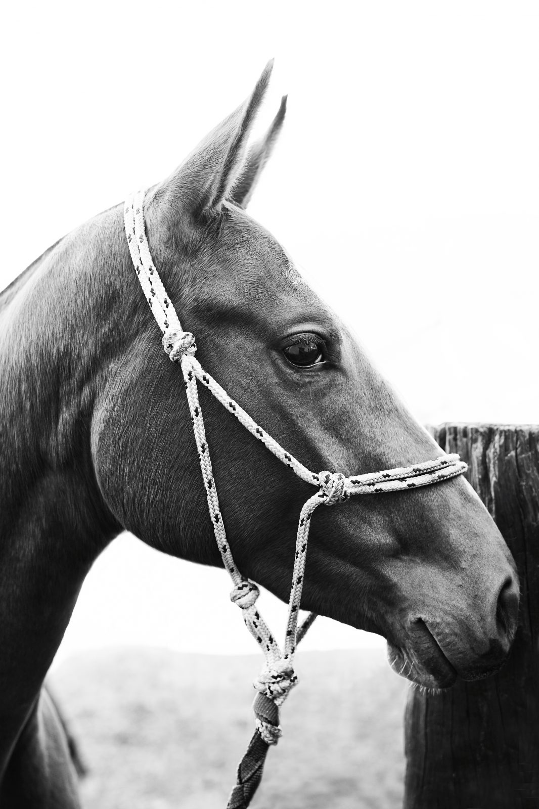 Photography | Sam Thies